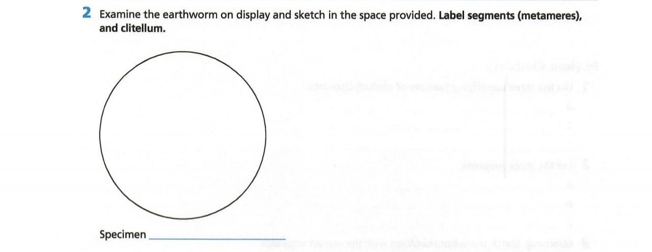 Solved 2 Make a sketch of Grantia spicules. Specimen 2 | Chegg.com
