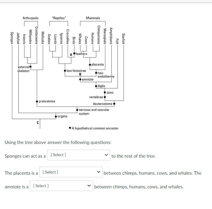 Solved 1.)Parsimony, Synapomorphy, Outgroup 2.) | Chegg.com