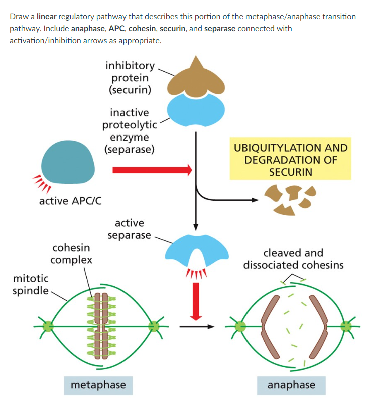 Solved Draw a linear regulatory_pathway that describes this | Chegg.com