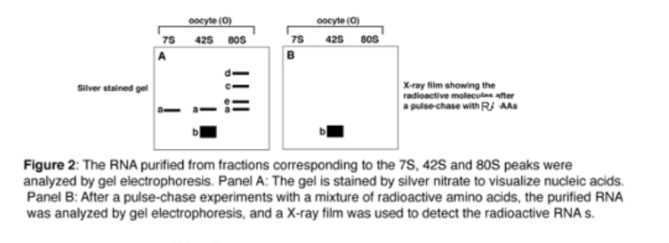 Solved 2. RNA is extracted from the 78, 42S, and 80S | Chegg.com