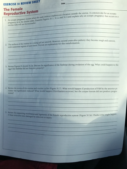 EXERCISE 31 REVIEW SHEET The Female Reproductive | Chegg.com