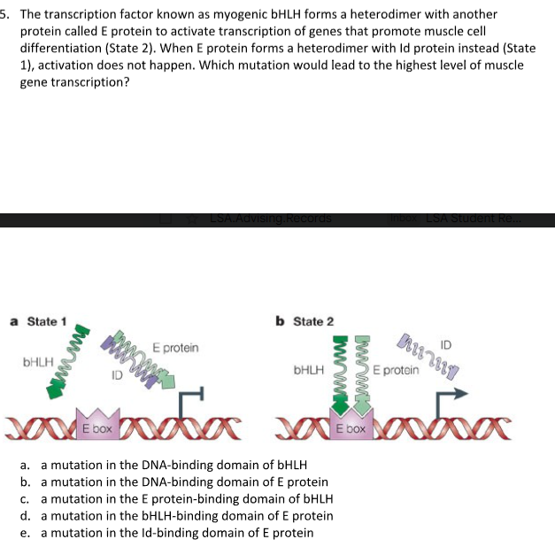 Solved The transcription factor known as myogenic bHLH forms | Chegg.com