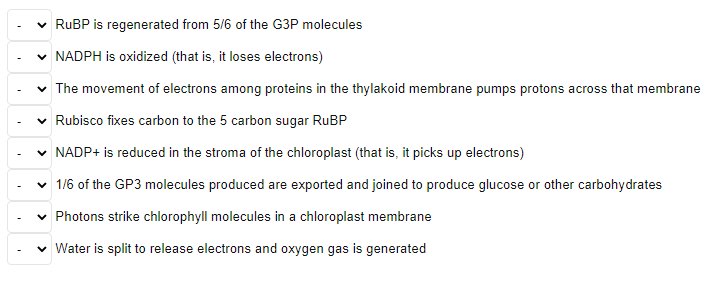 Solved RuBP is regenerated from 5/6 of the G3P molecules | Chegg.com
