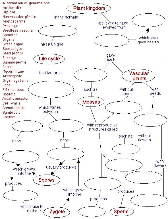 Solved Alternation of generations Antheridia Diploid | Chegg.com