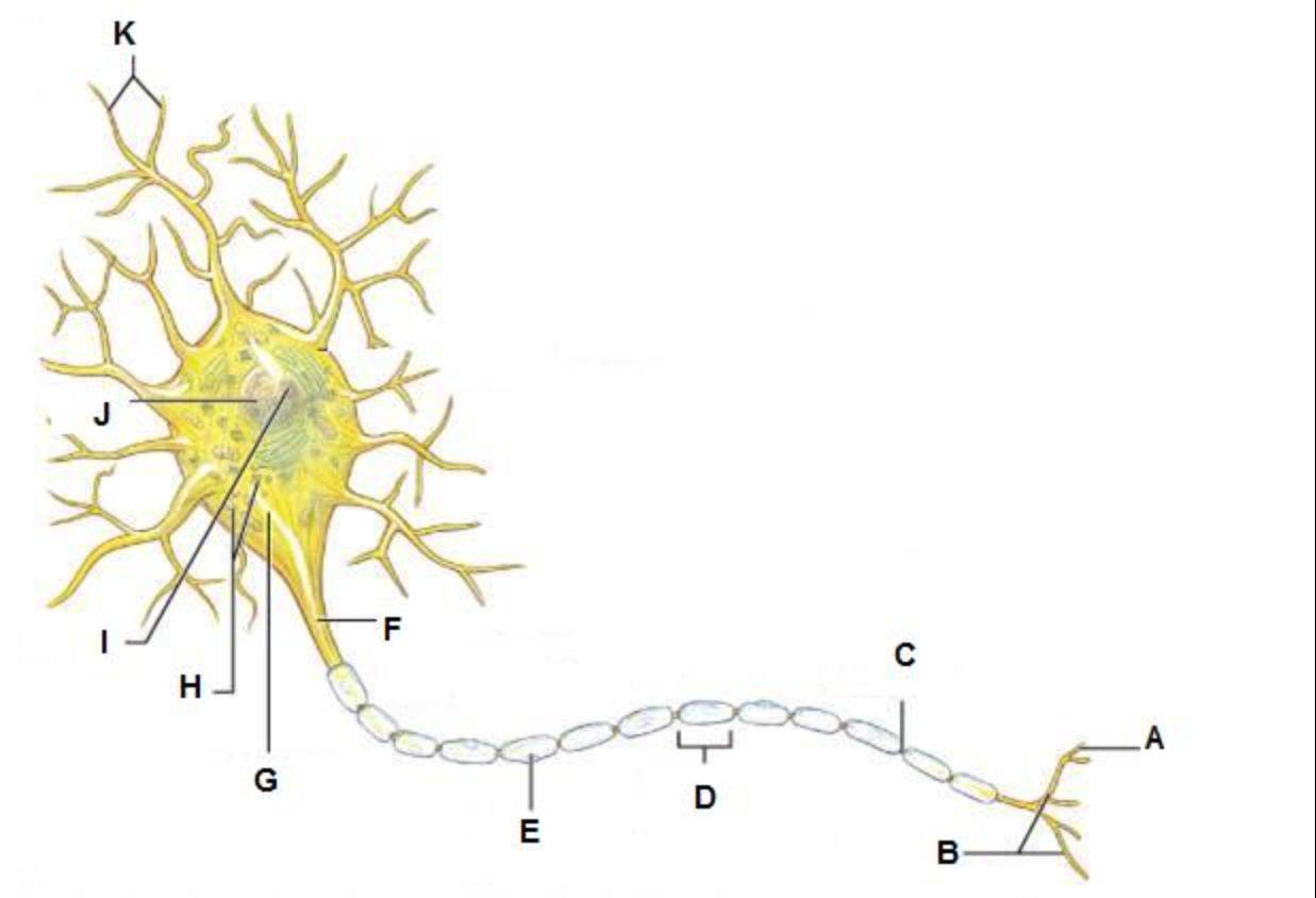 Solved 1-name The Axon Terminals2- ﻿name Neuron Nucleoius3- 