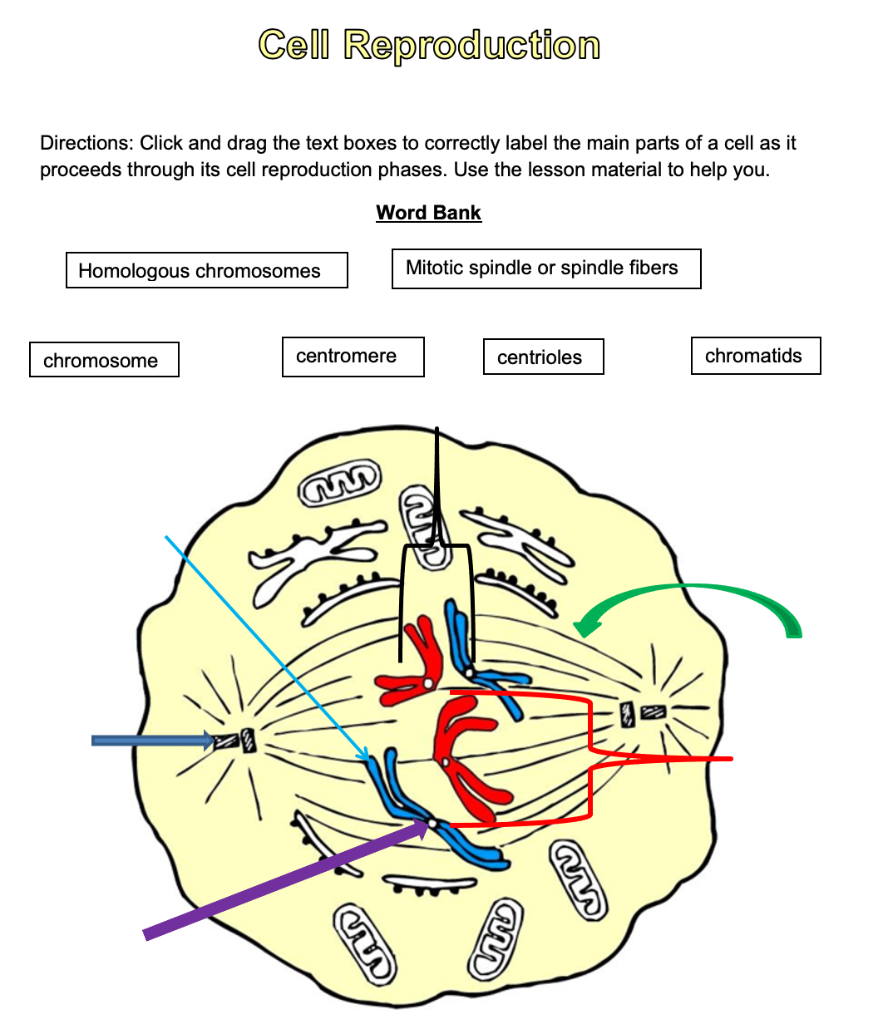 Solved Cell Reproduction Directions: Click and drag the text | Chegg.com