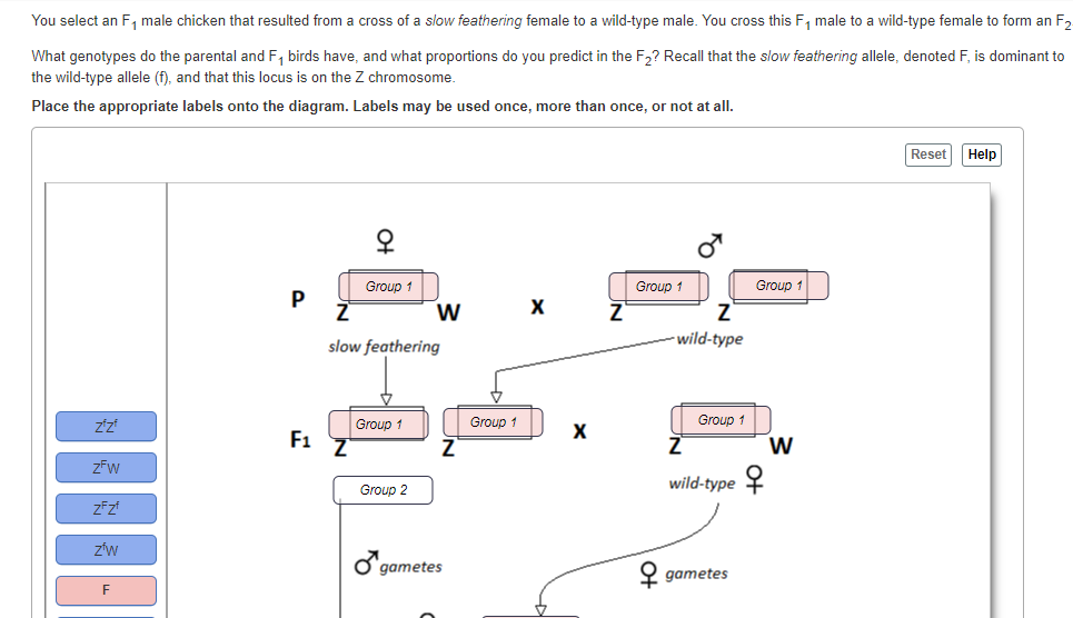 Solved You select an F1 male chicken that resulted from a | Chegg.com