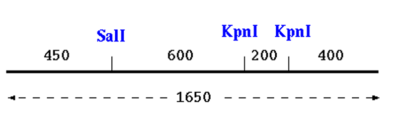 Solved See The Restriction Enzyme Map Below The Total Dna 6876