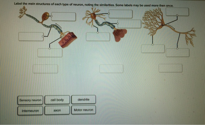 Solved Label the main structures of each type of neuron, | Chegg.com