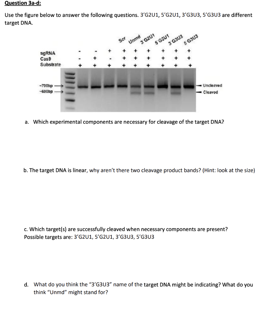 Solved Question 3a-d: Use the figure below to answer the | Chegg.com