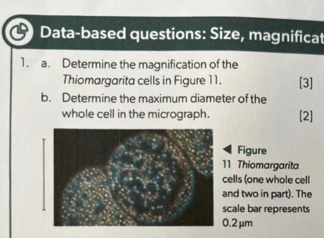 Solved Data-based questions: Size, magnificat The | Chegg.com
