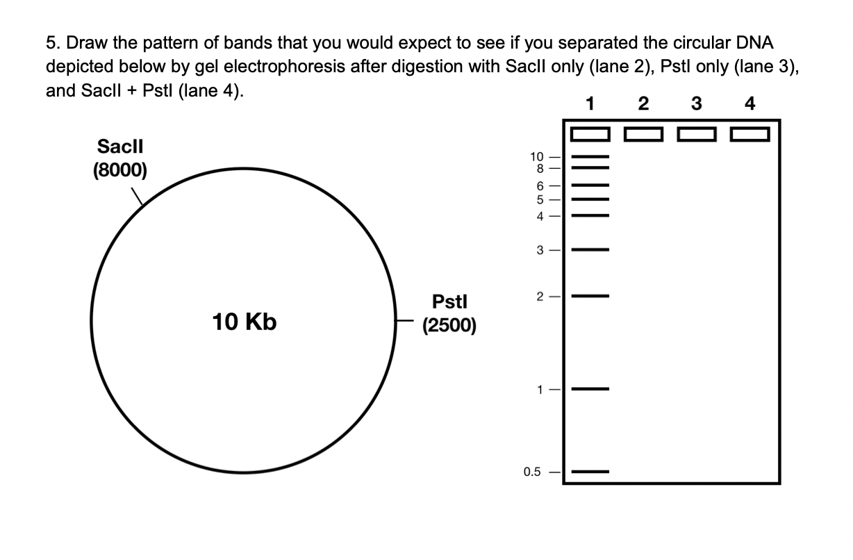 Solved 5. Draw the pattern of bands that you would expect to | Chegg.com