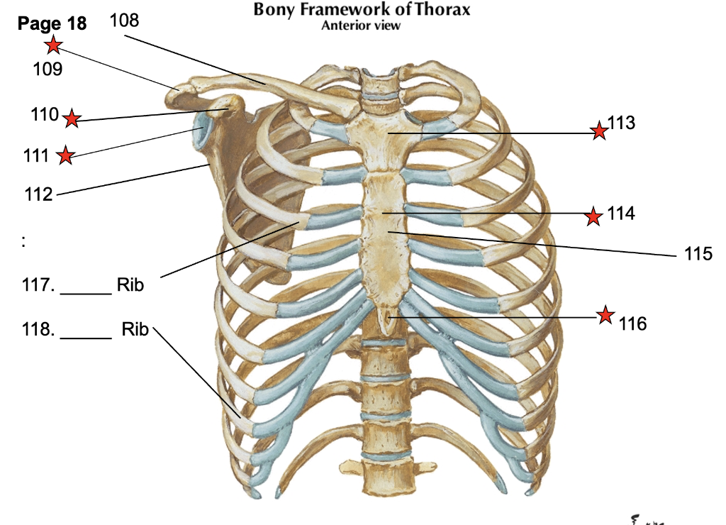 Solved Page 15 Lumbar Vertebra (L2) Superior View 99. How c | Chegg.com