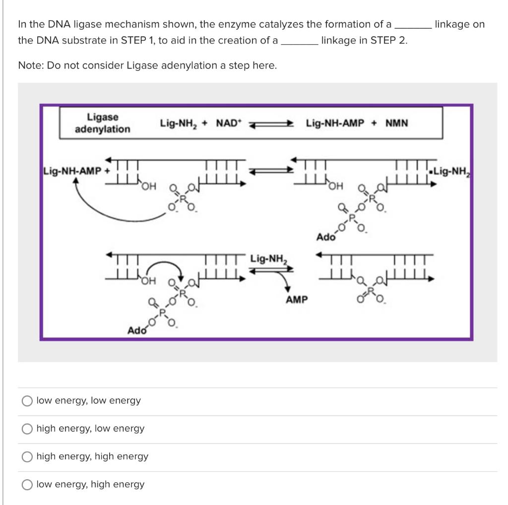 Solved linkage on In the DNA ligase mechanism shown, the | Chegg.com