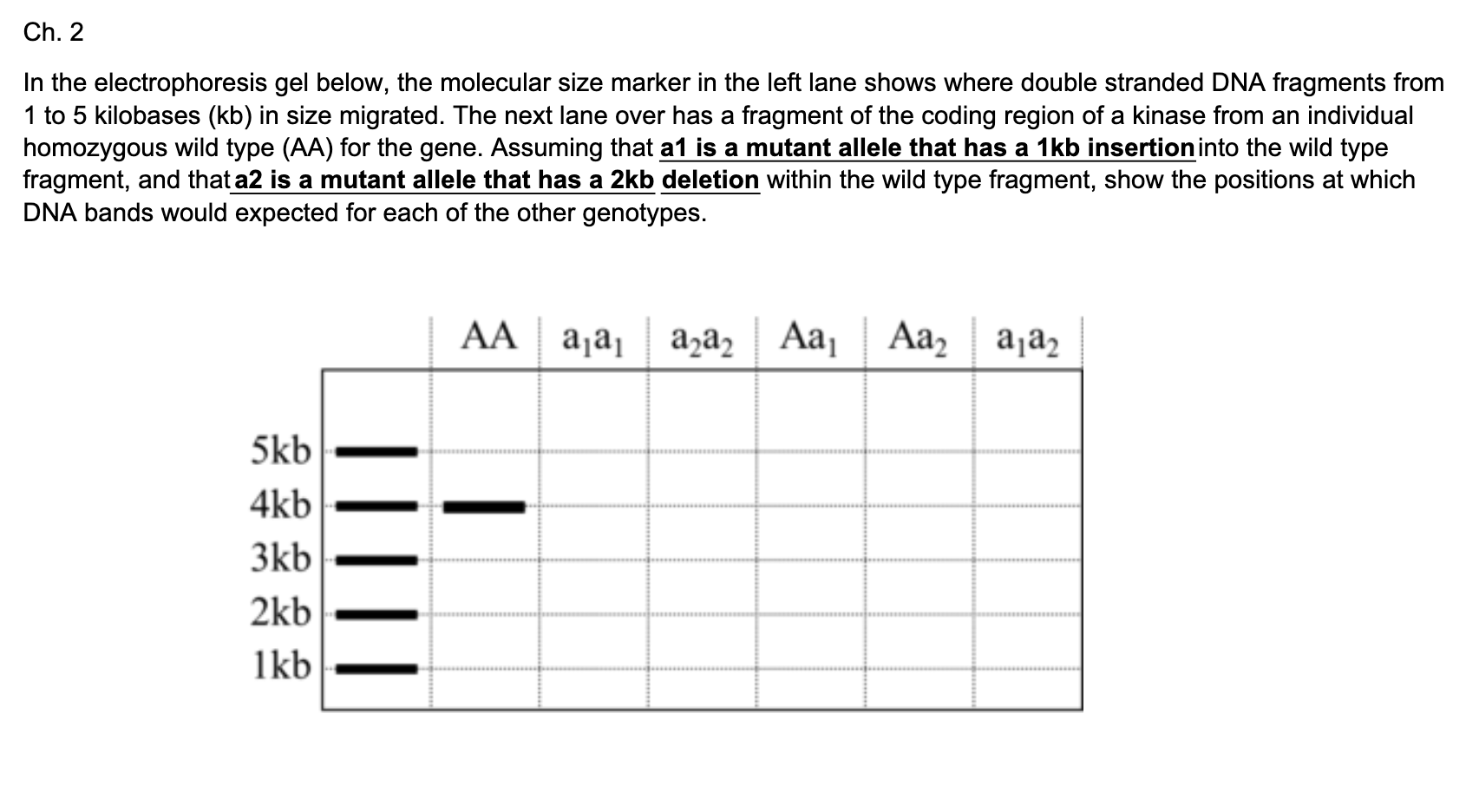 Solved In the electrophoresis gel below, the molecular size | Chegg.com