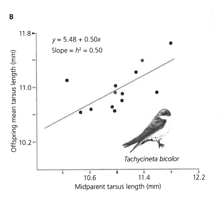 A biologist is studying Tree Swallows (Tachycineta | Chegg.com