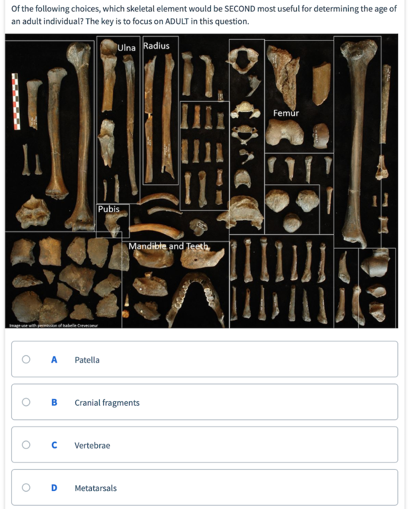 Solved of the following choices, which skeletal element | Chegg.com