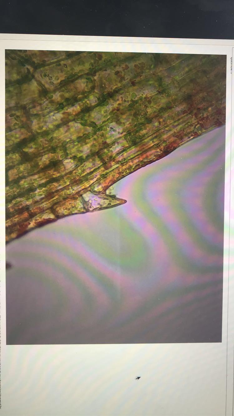 Solved 1. Using the photograph of the Elodea thorn cell as | Chegg.com