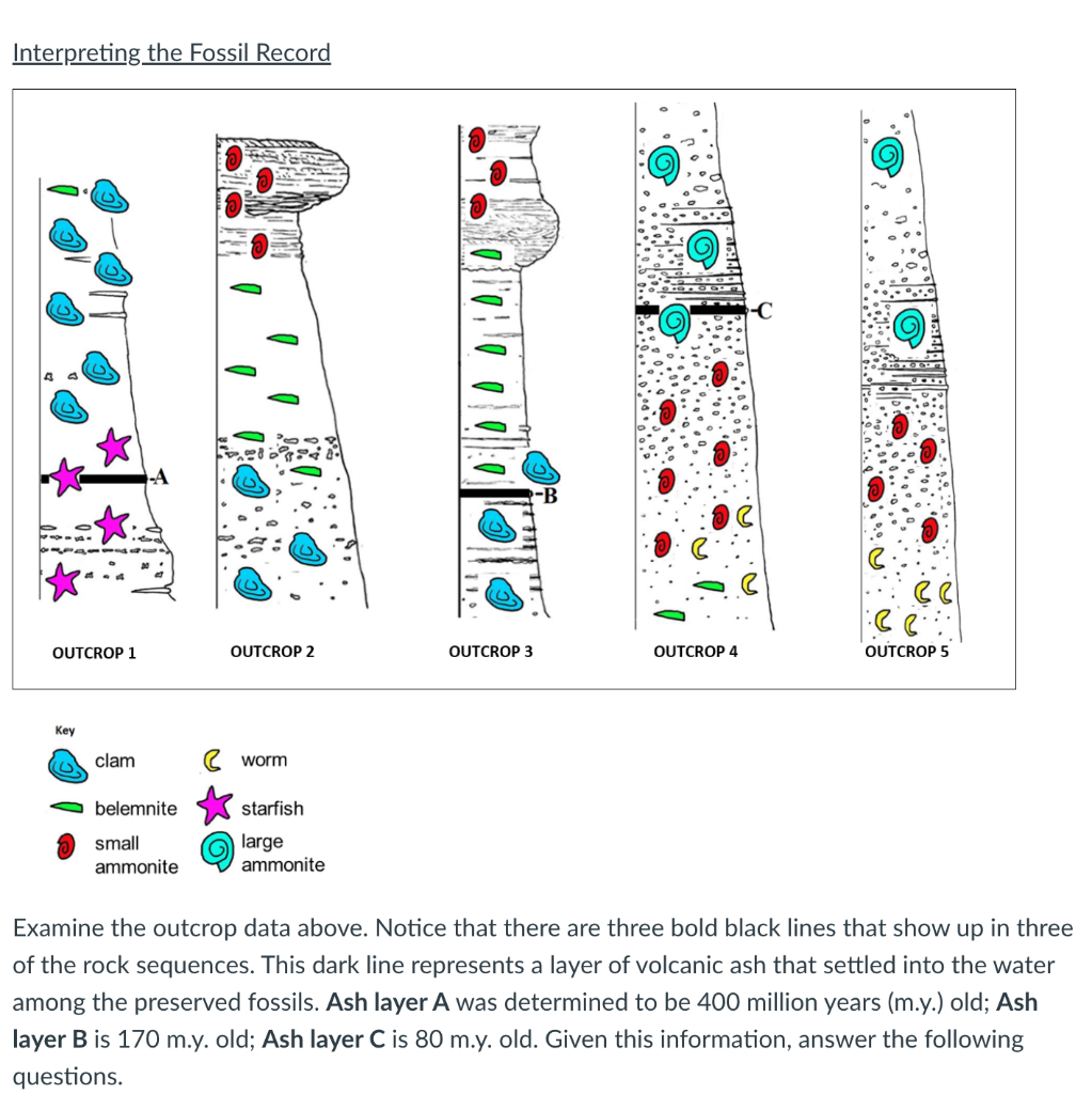 Solved Interpreting the Fossil Record Examine the outcrop | Chegg.com