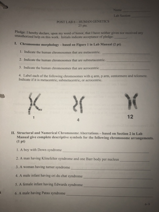 Name Lab Section POST LAB 6-HUMAN GENETICS 25 pts. | Chegg.com