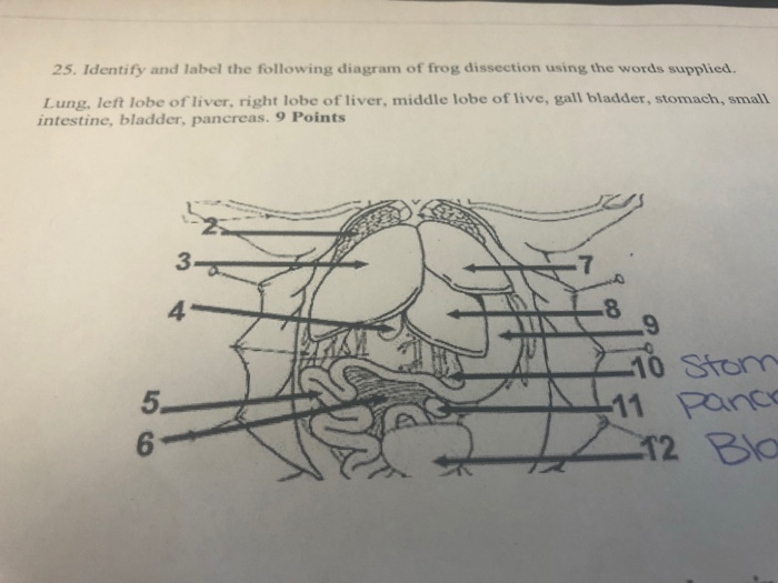 Frog Gallbladder Diagram