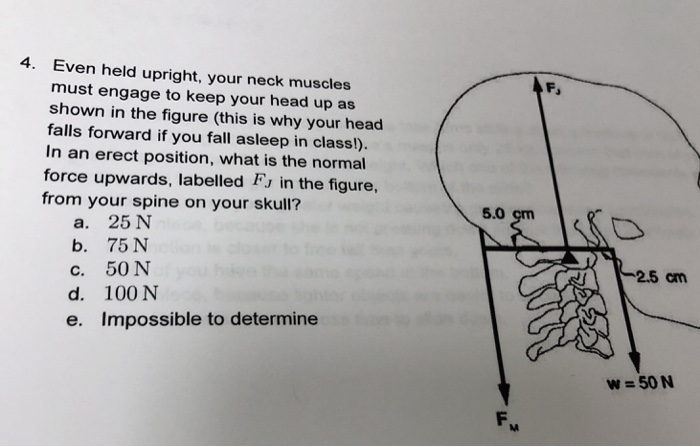 Solved 4. Even held upright, your neck muscles must engage | Chegg.com