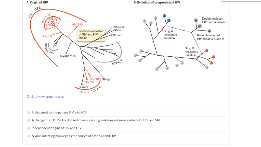 Solved Help! The figure below shows the phylogeny of HIV in | Chegg.com