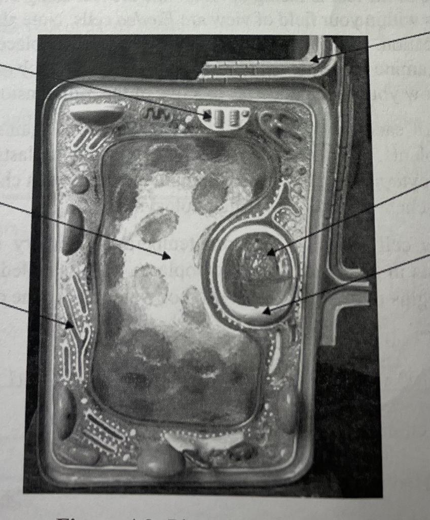 Solved Plants cells are separated from each other by a | Chegg.com