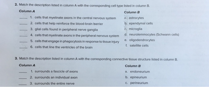 Solved Match the description listed in column A with the | Chegg.com
