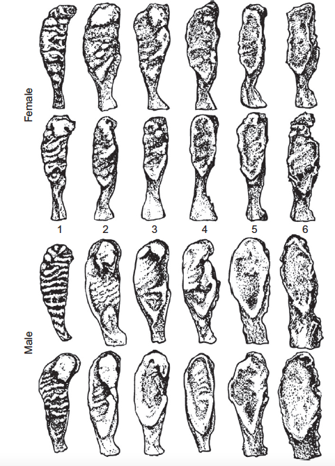 Solved Estimating Age in AdultsWe are going to continue with | Chegg.com