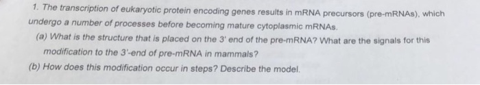 Solved 1. The transcription of eukaryotic protein encoding | Chegg.com
