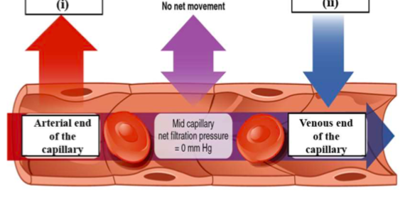 Solved 3. The figure below shows the flow in a capillary | Chegg.com