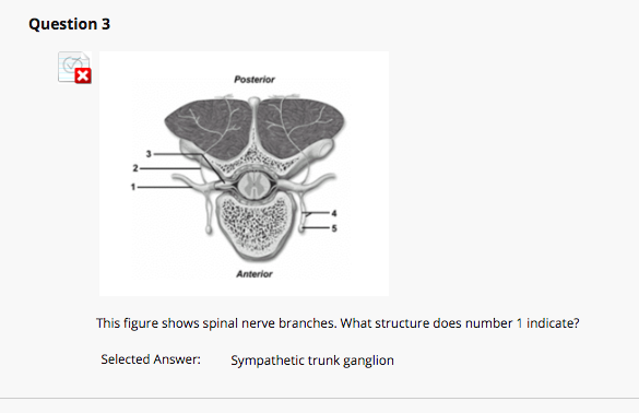Solved Question 16 Figure 3 ANS Pathway Use Figure 3 to | Chegg.com