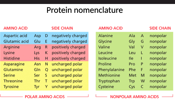 Solved Protein nomenclature AMINO ACID SIDE CHAIN Aspartic | Chegg.com
