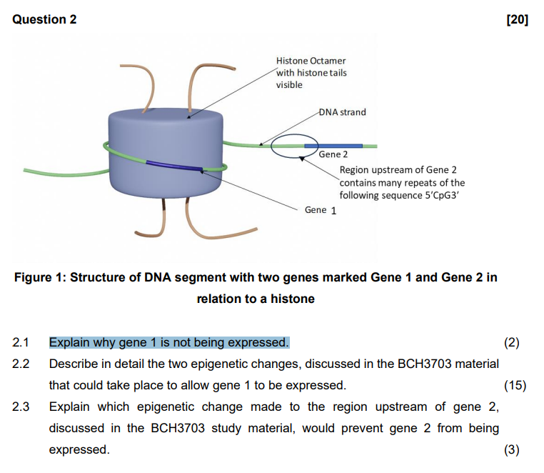 Solved Question 2[20]Figure 1: Structure of DNA segment with | Chegg.com