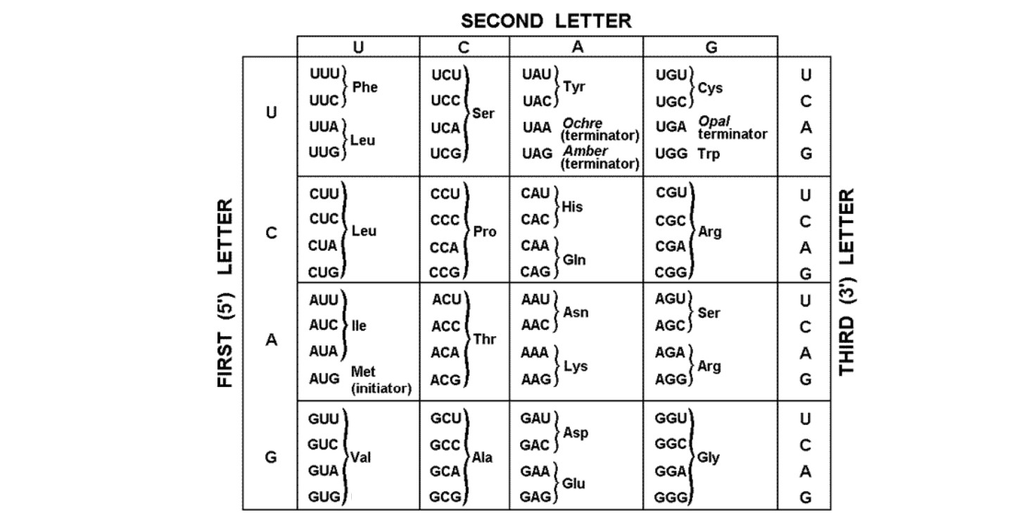 Solved II. Using the genetic code table below, please answer | Chegg.com