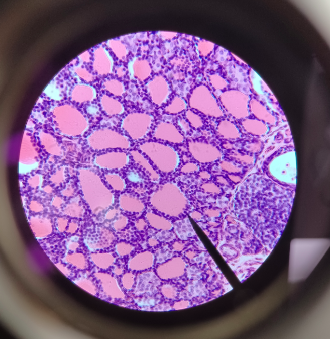 Solved What organ was this tissue taken from? What two cell | Chegg.com