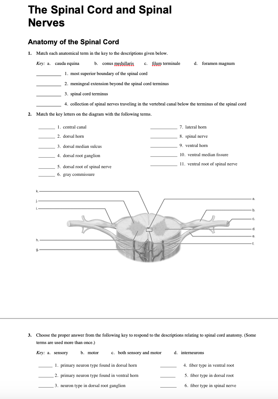 Solved The Spinal Cord and Spinal Nerves Anatomy of the | Chegg.com