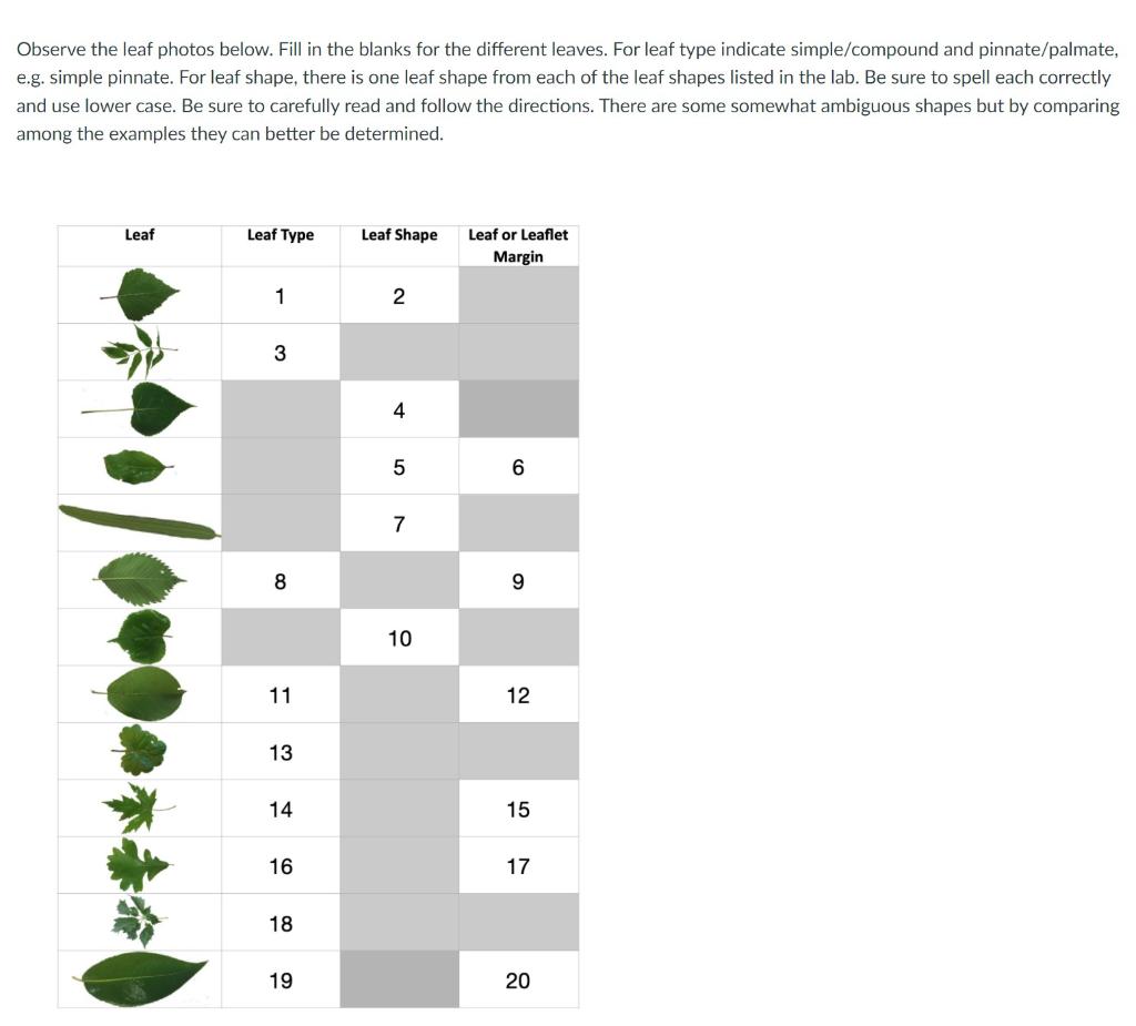 Solved Observe the leaf photos below. Fill in the blanks for | Chegg.com