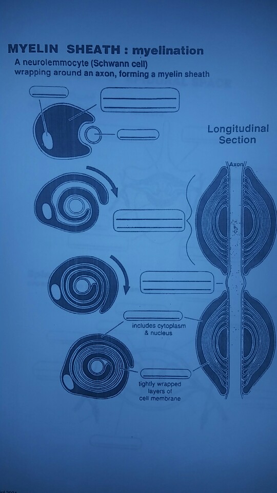 Solved MYELIN SHEATH : myelination A neurolemmocyte (Schwann | Chegg.com