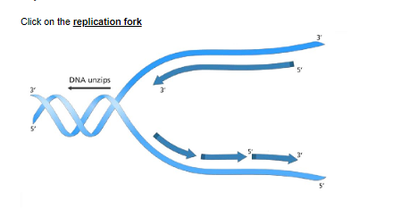 Solved Click on the replication fork | Chegg.com