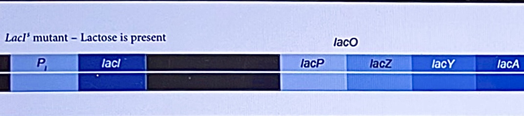 Solved Look at the lac operon mutation. If there is lactose | Chegg.com
