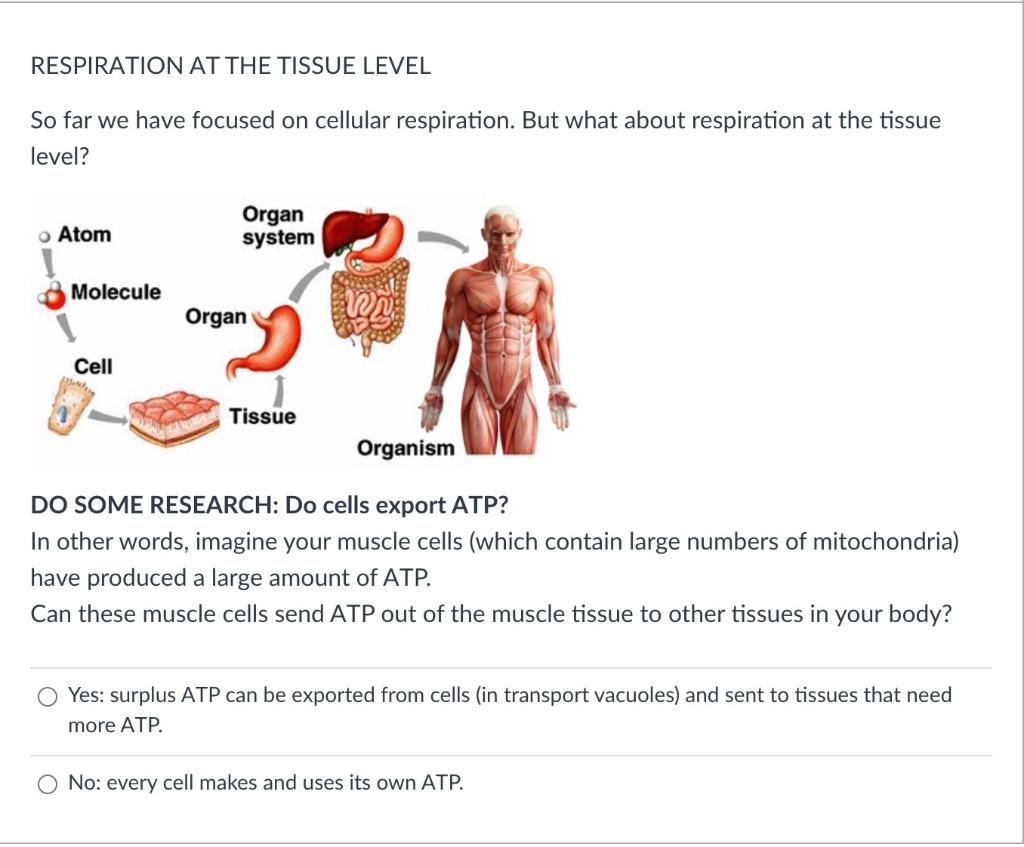 Solved RESPIRATION AT THE TISSUE LEVEL So far we have | Chegg.com