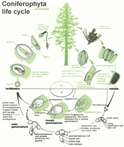 Coniferophyta