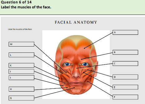 Solved Question 6 of 14 Label the muscles of the face. | Chegg.com