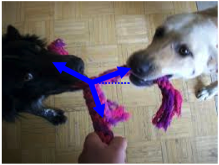 Solved Two dogs and their owner are fighting over a | Chegg.com