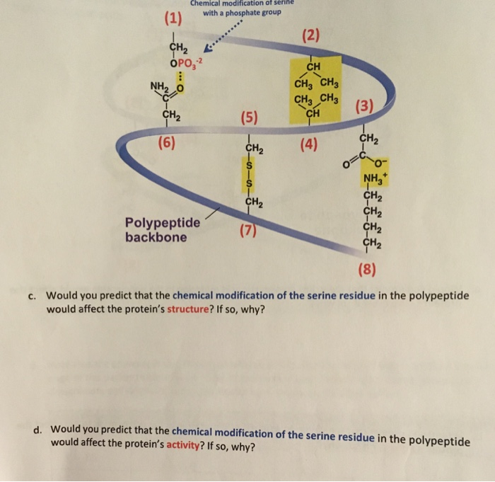 Solved Chemical modification of serine with a phosphate | Chegg.com
