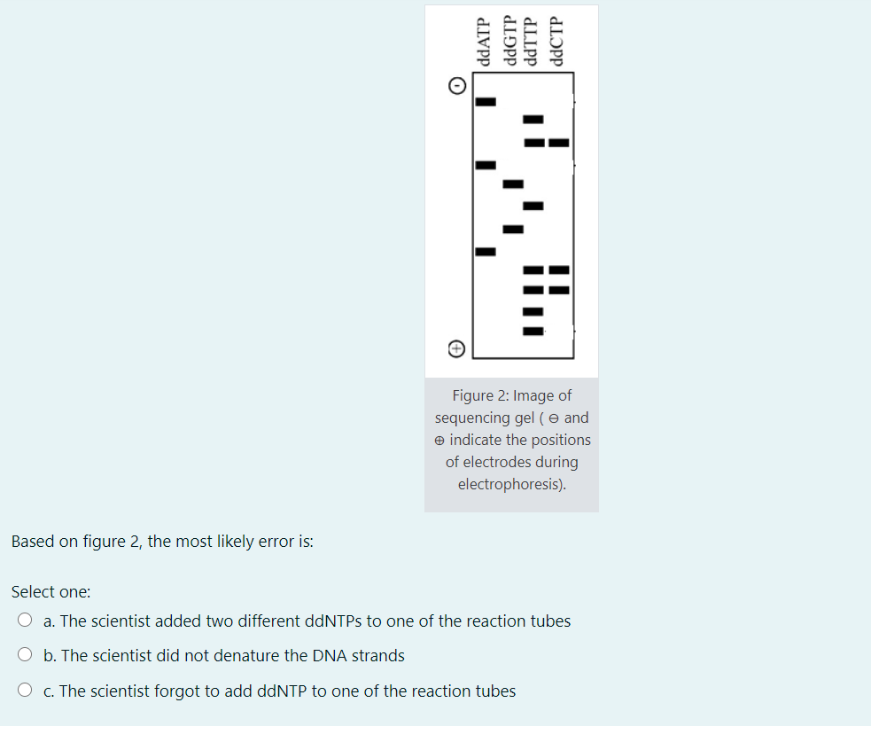 Solved IddATP ddGTP ddTTP ddCTP IT 1 IIII Figure 2: Image of | Chegg.com