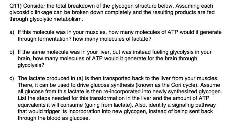 Solved Q11) Consider the total breakdown of the glycogen | Chegg.com