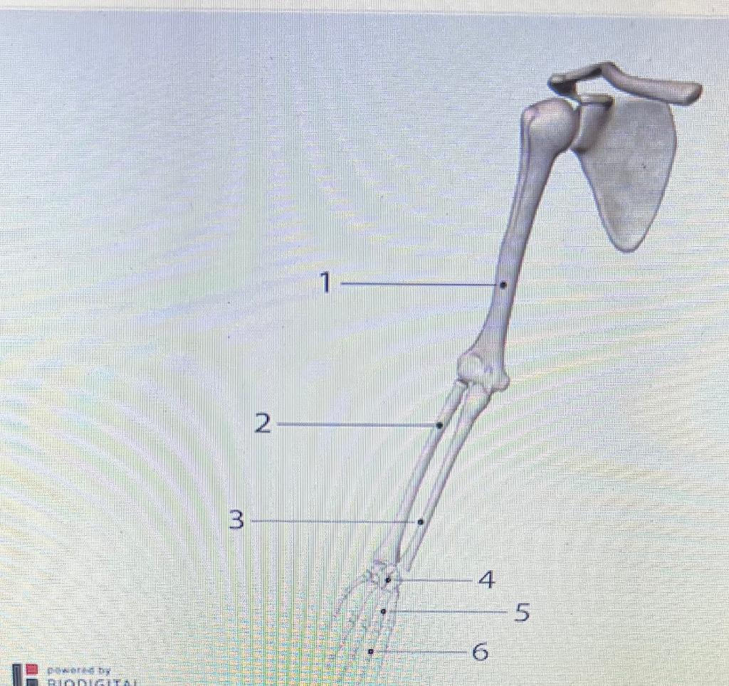 Solved Name the numbered structures | Chegg.com